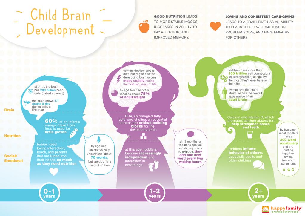 Brain Development Various Stages And Growth Process