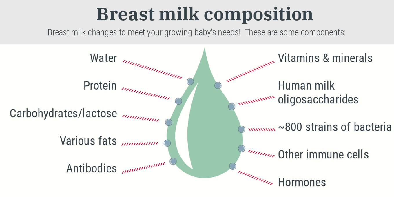 Breast Milk Composition: Nutrients And Bioactive Factors