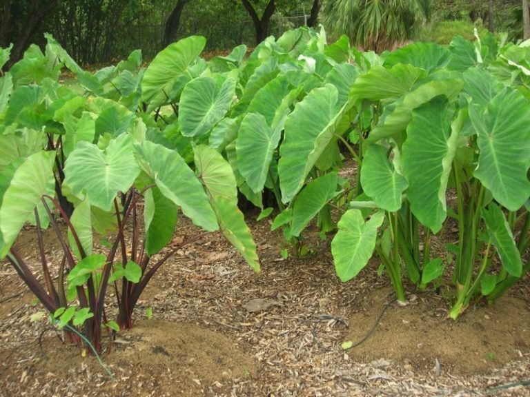 Tahitian Taro - Health Benefits And Medicinal Uses