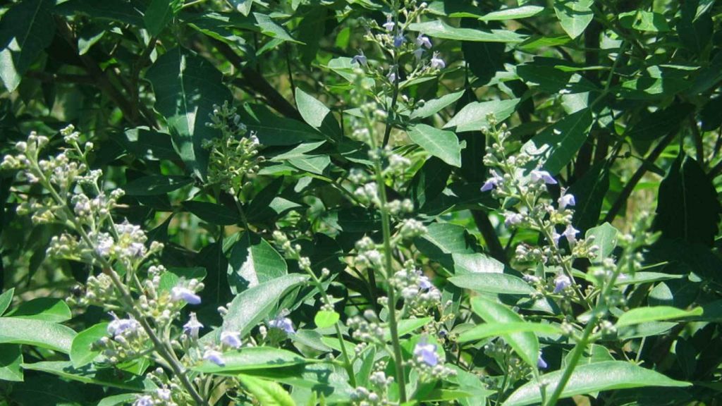 Five Leaved Chaste Tree Can Treat Pneumonia, Asthma And Bronchitis