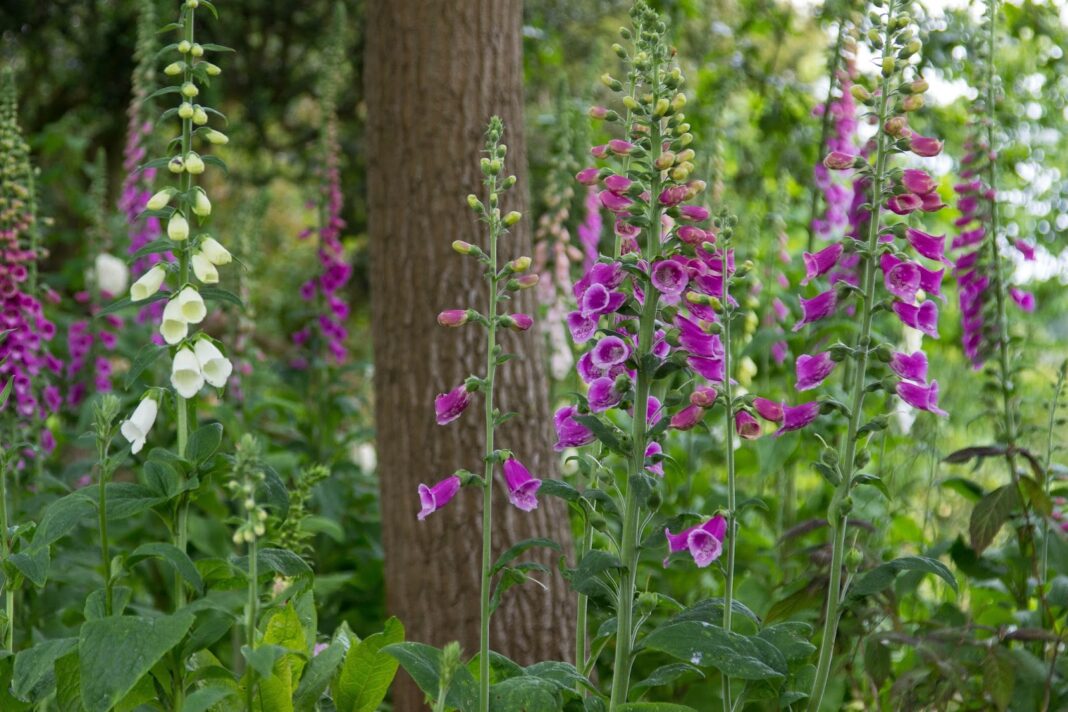 Foxgloves - Health Benefits Of Foxgloves
