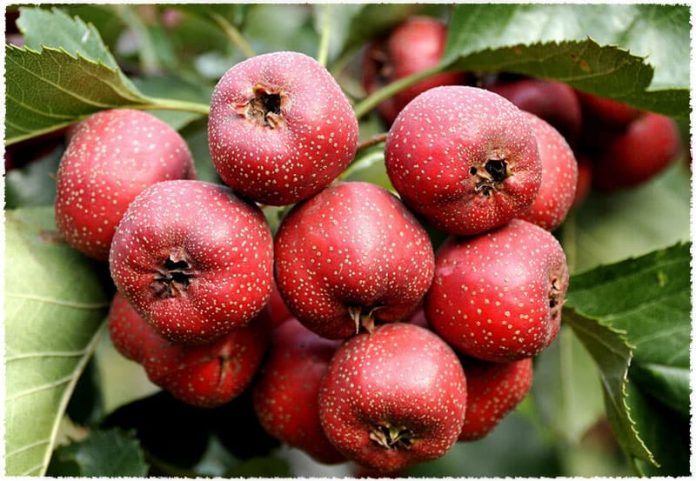 Hawthorn Improves Cardiovascular Health And Can Prevent Cancer