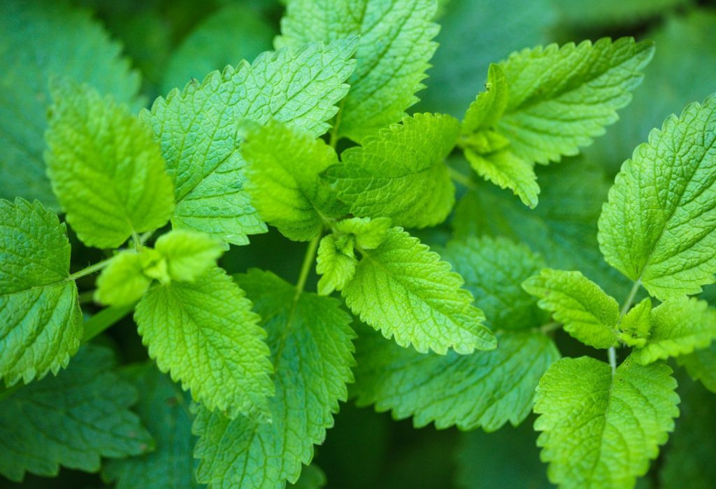 Lemon Balm Relax Nerves, Improves Digestive Health And Battles ...