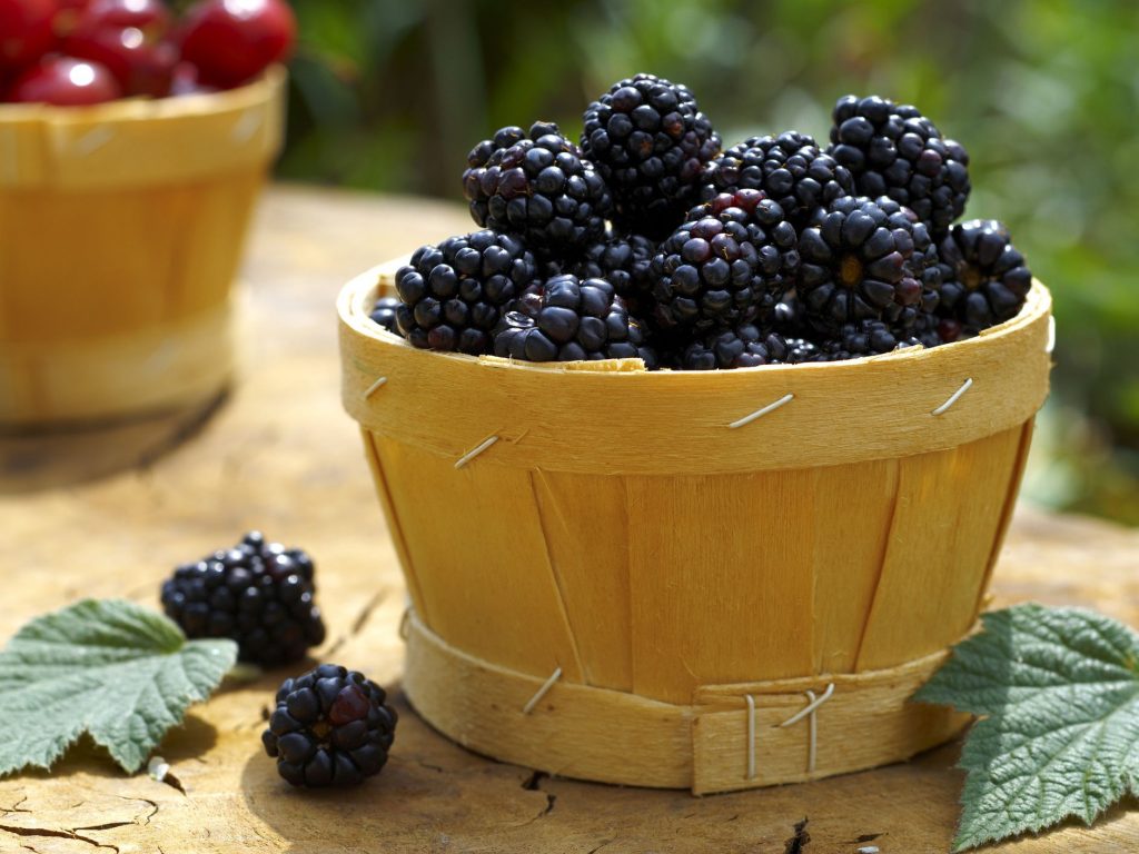 Health Benefits Of Marionberry, Top 08 Health Benefits Of Marionberry