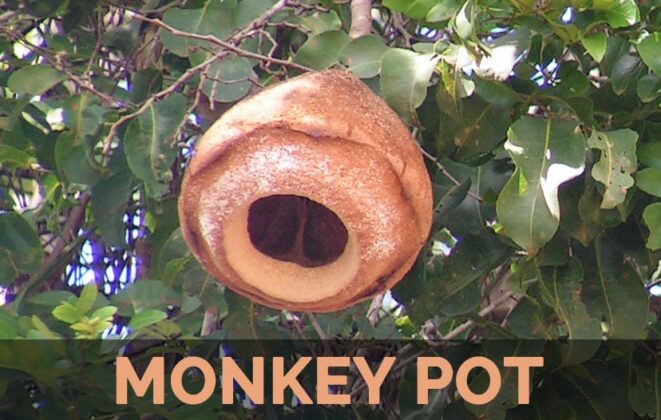 7 Amazing Monkey Pot Facts, Health Benefits