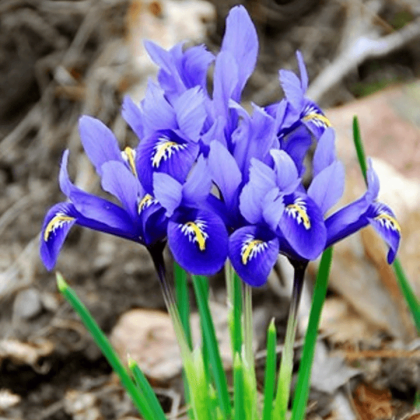 Orris Root Can Make Your Teeth Healthier And Stronger