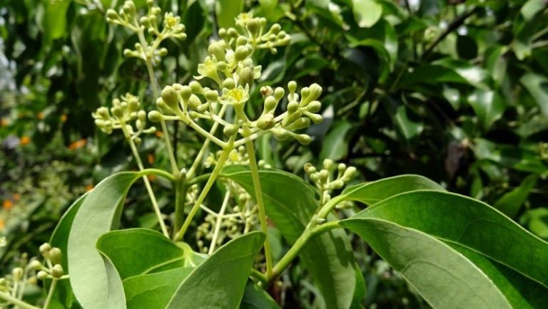 Ravensara Essential Oil Benefits - Loosen Phlegm And Catarrh Deposits