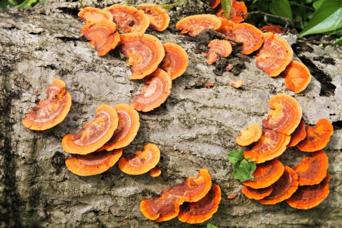 Health Benefits Of Saprophytic Fungi - Amazing Top 08