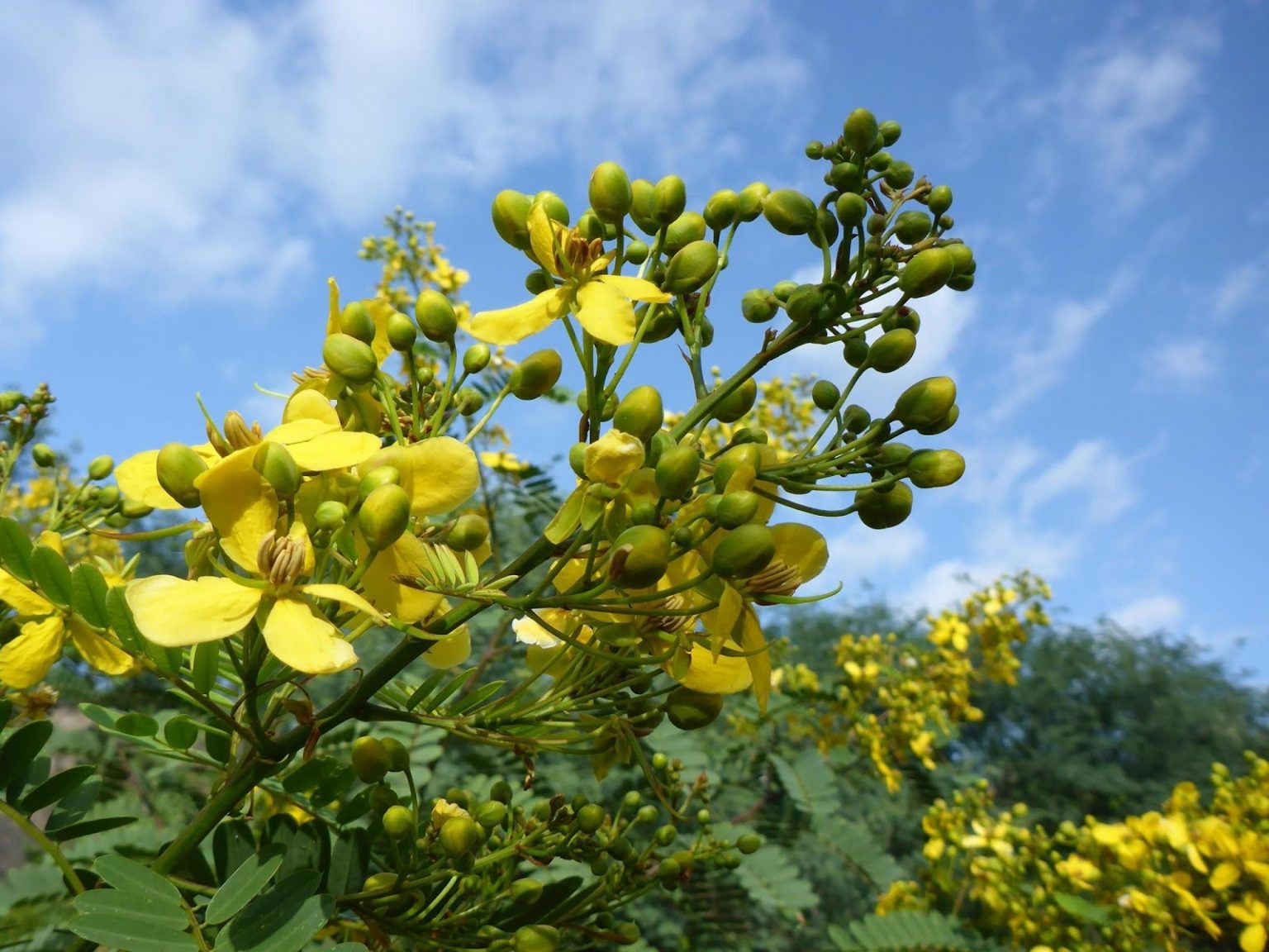 Health Benefits Of Senna Plant, Top 08 Health Benefits Of Senna Plant