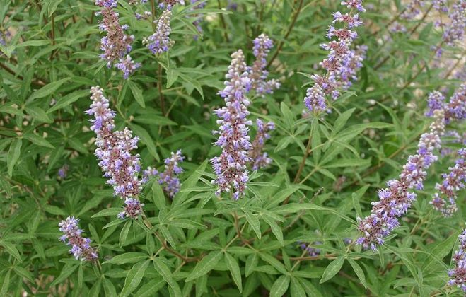 Vitex Herb Has Ability To Regulate Progesterone Levels