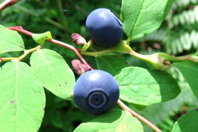 Health Benefits Of Huckleberry , Top 11 Health Benefits Of Huckleberry