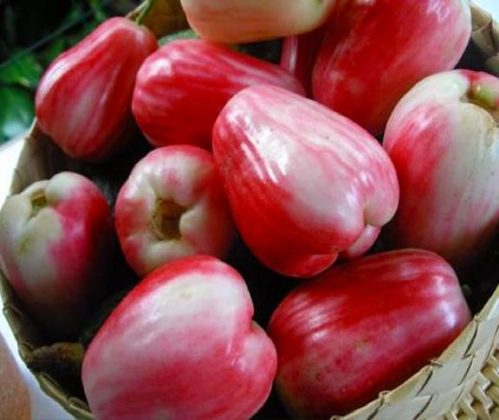 Otaheite Apple Seeds - Amazing Top 10 Benefits - Weight Control