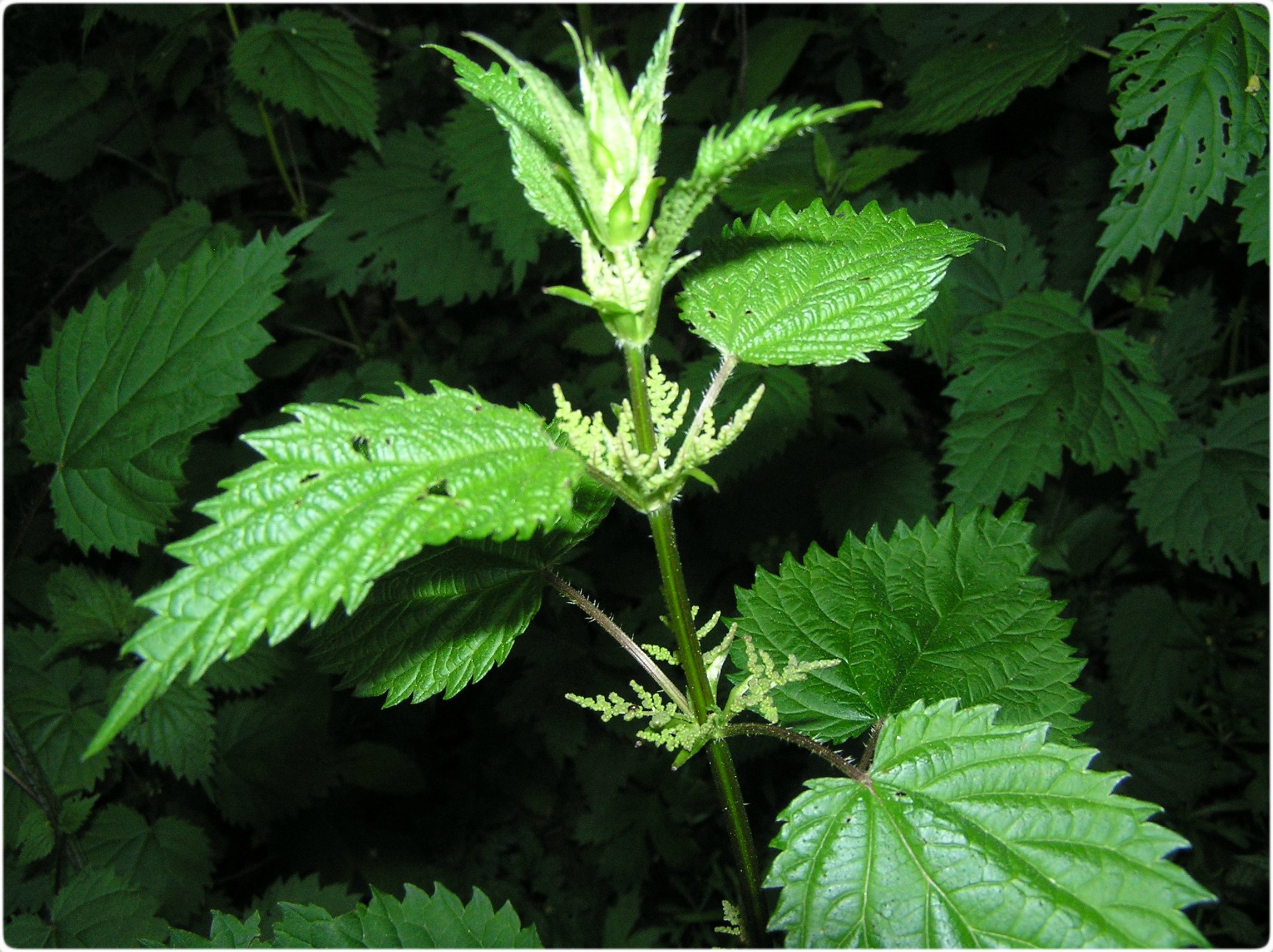 Stinging Nettle For Detoxification UTI Infections Prostate Home Stinging Nettle For Detoxification UTI Infections Prostate Home