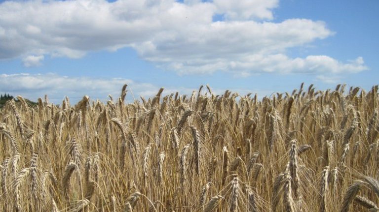 Health Benefits Of Triticale