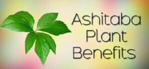 Top 6 Ashitaba Health Benefits