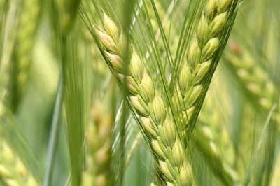 Health Benefits Of Barley Grass - Treat Ulcerative Colitis