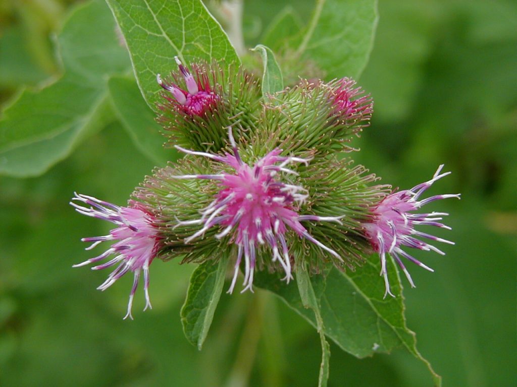 Burdock Health Benefits - Detoxifies The Liver And Control Diabetes