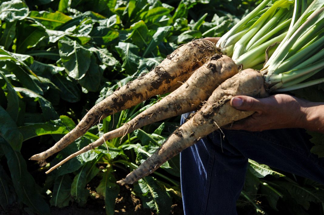 Health Benefits Of Chicory Root - Constipation, Weight Loss And Reduces ...