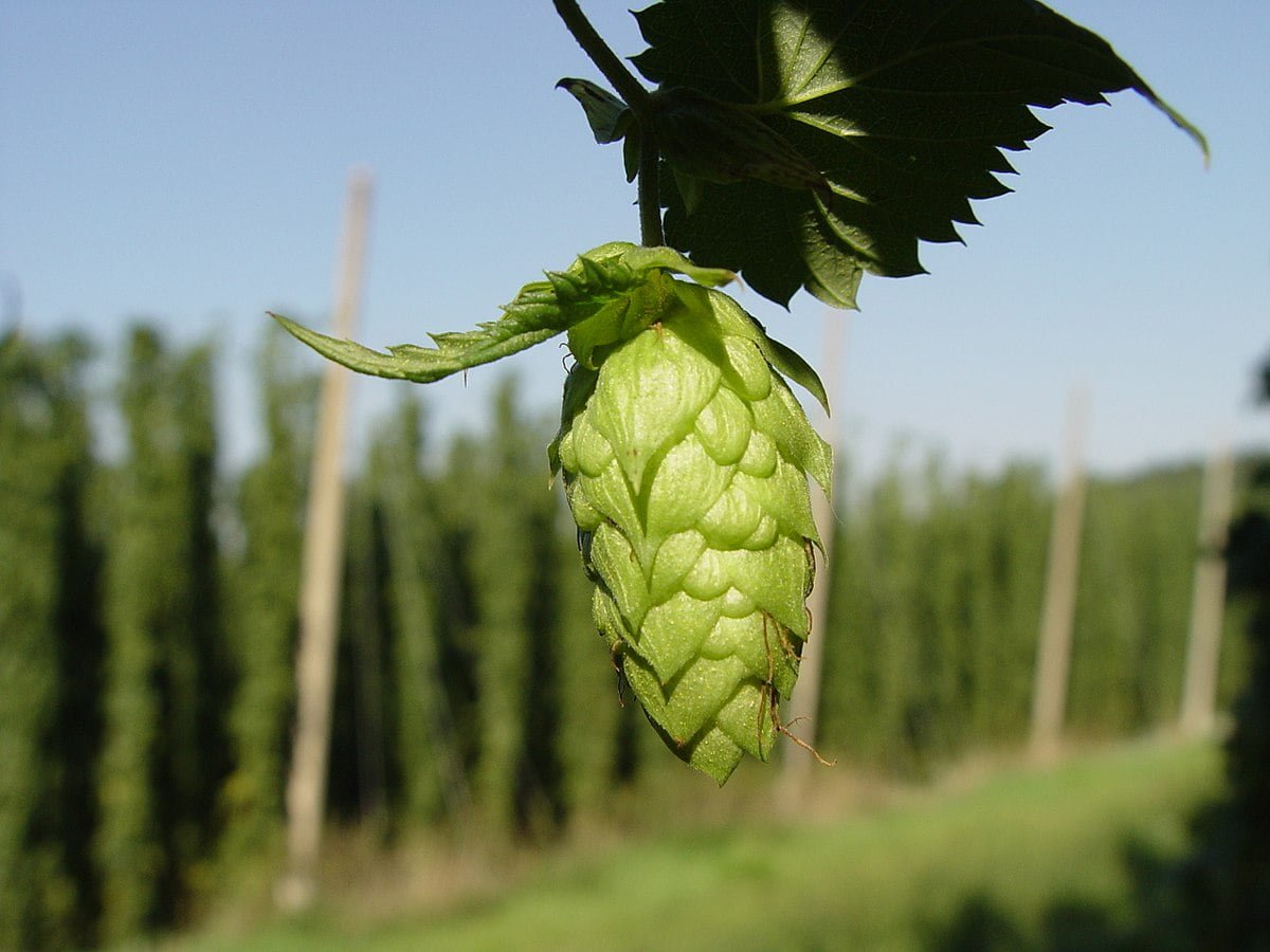 Hops Treats Insomnia , Menstrual Cramps And Improves Sexual Performance
