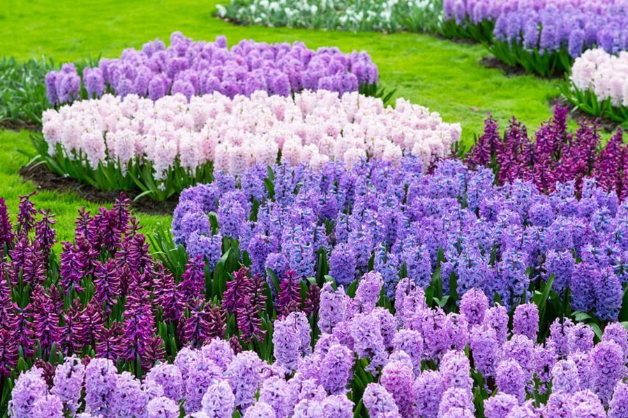 Hyacinth Promotes Lactation And Prevents Hemorrhage