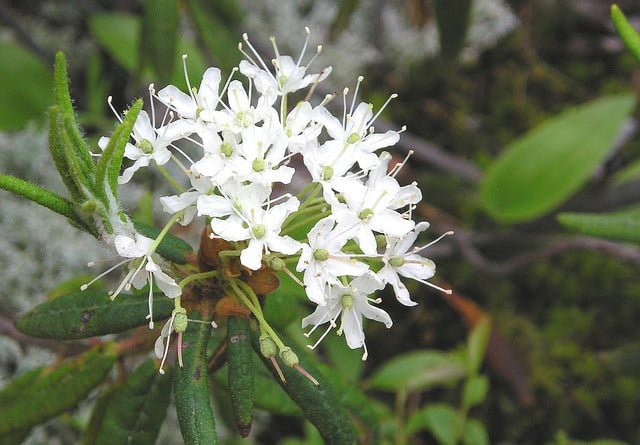 Ledum Essential Oil Is Recommended For The Treatment Of Alcoholism