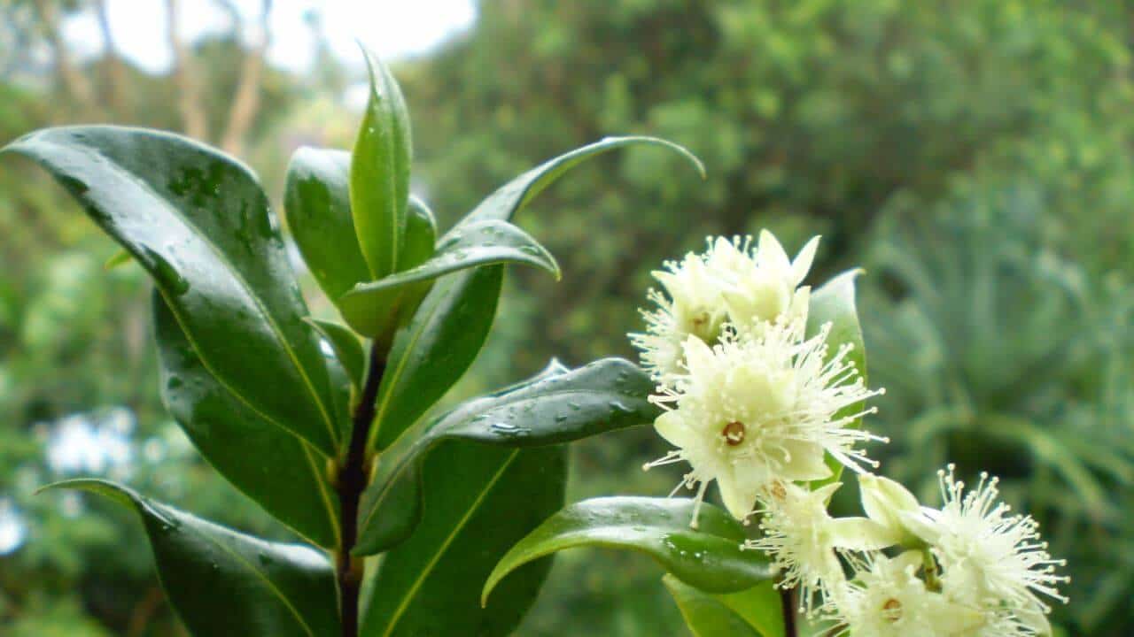 Health Benefits Of Lemon Myrtle - Fights Bad Odor And Headache