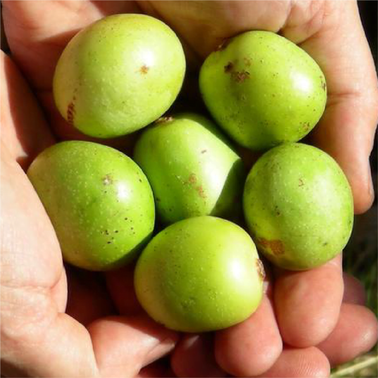 Health Benefits Of Marula Oil - Keeps Hair And Scalp Healthy And ...