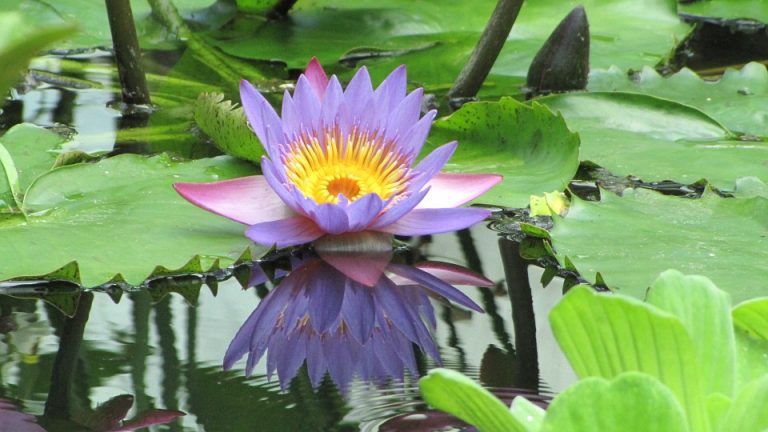 Nymphaea Caerulea Can Prevent Acne And Pimples Breakouts