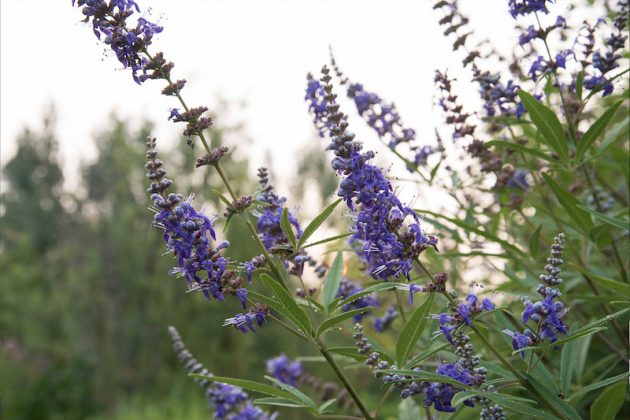 Vitex Herb Has Ability To Regulate Progesterone Levels