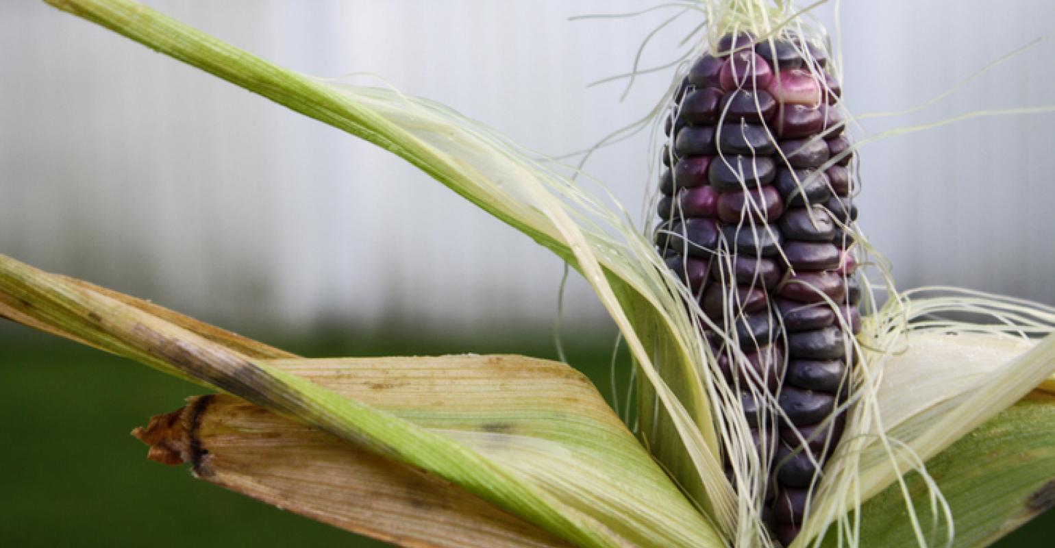 Blue Corn: 8 Amazing Health Benefits