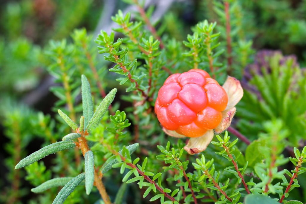 Health Benefits Of Cloud Berry