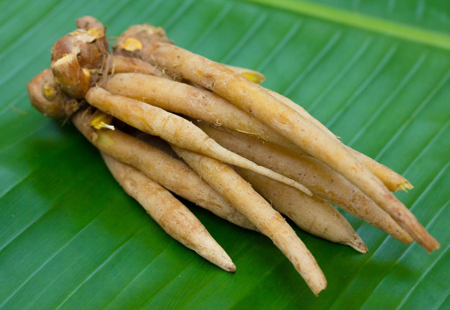 Best 13 Fingerroot Facts And Health Benefits