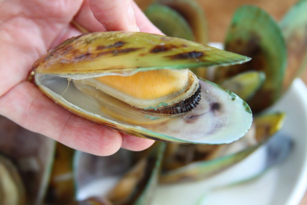 Health Benefits Of Green Lipped Mussel