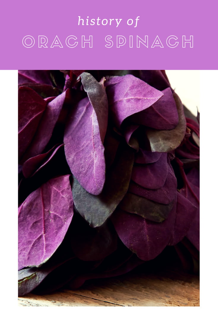 Orach: Best 6 Benefits