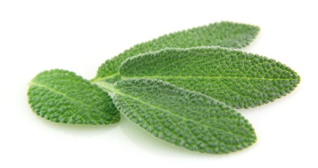 Health Benefits And Medicinal Value Of Sage | Home Remedies