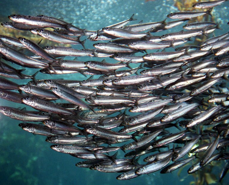 Sardines - Top 10 Health Benefits Of Sardines